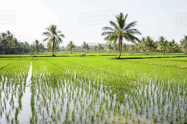 Rice fields, Hampi, Karnataka, India - Stock Photo - Dissolve