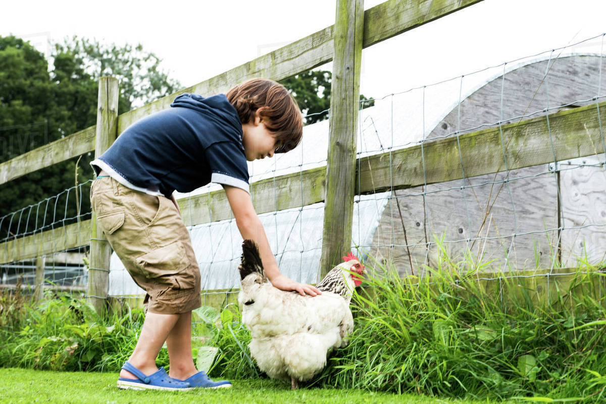 Boy petting chicken - Stock Photo - Dissolve