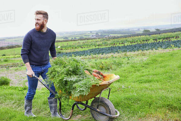 Man on farm pushing wheelbarrow of carrots - Royalty-free Stock Photo ...