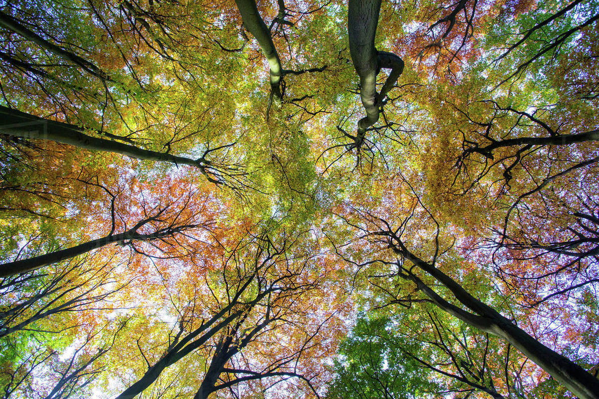 Low angle view of autumn trees against blue sky in forest - Stock Photo ...