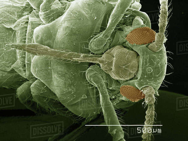 Ventral view of winged aphid, Hemiptera - Royalty-free Stock Photo ...