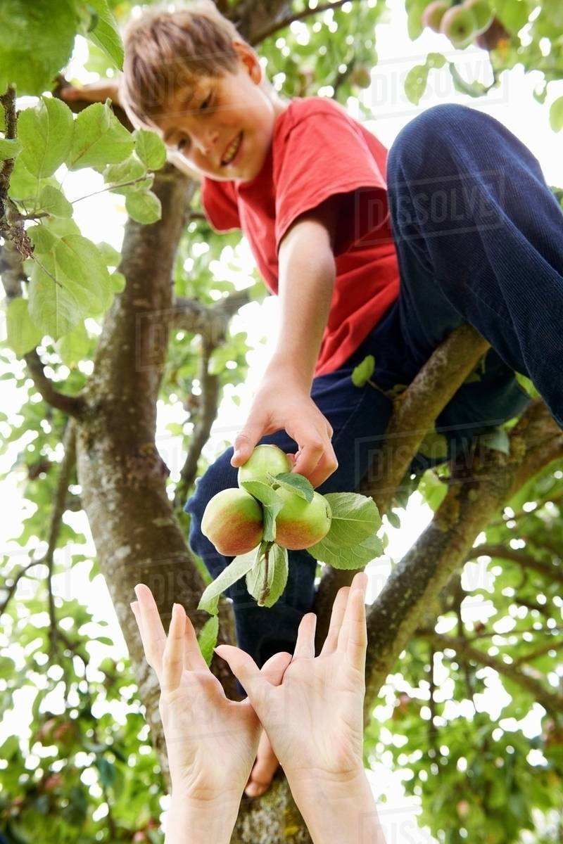 Children picking fruit from tree - Stock Photo - Dissolve