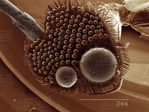 Sticky pads on front legs of male Dytiscidae beetle - Royalty-free ...