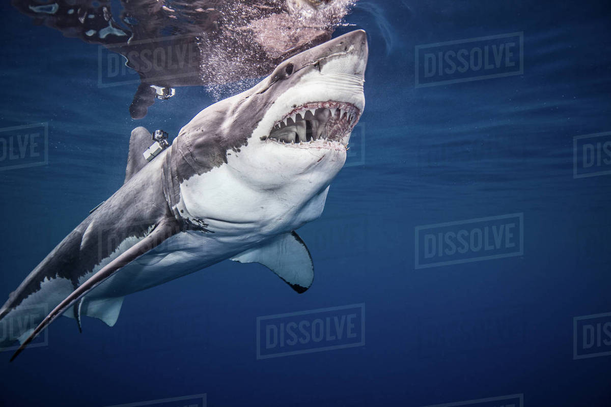 Great White shark, underwater view - Stock Photo - Dissolve