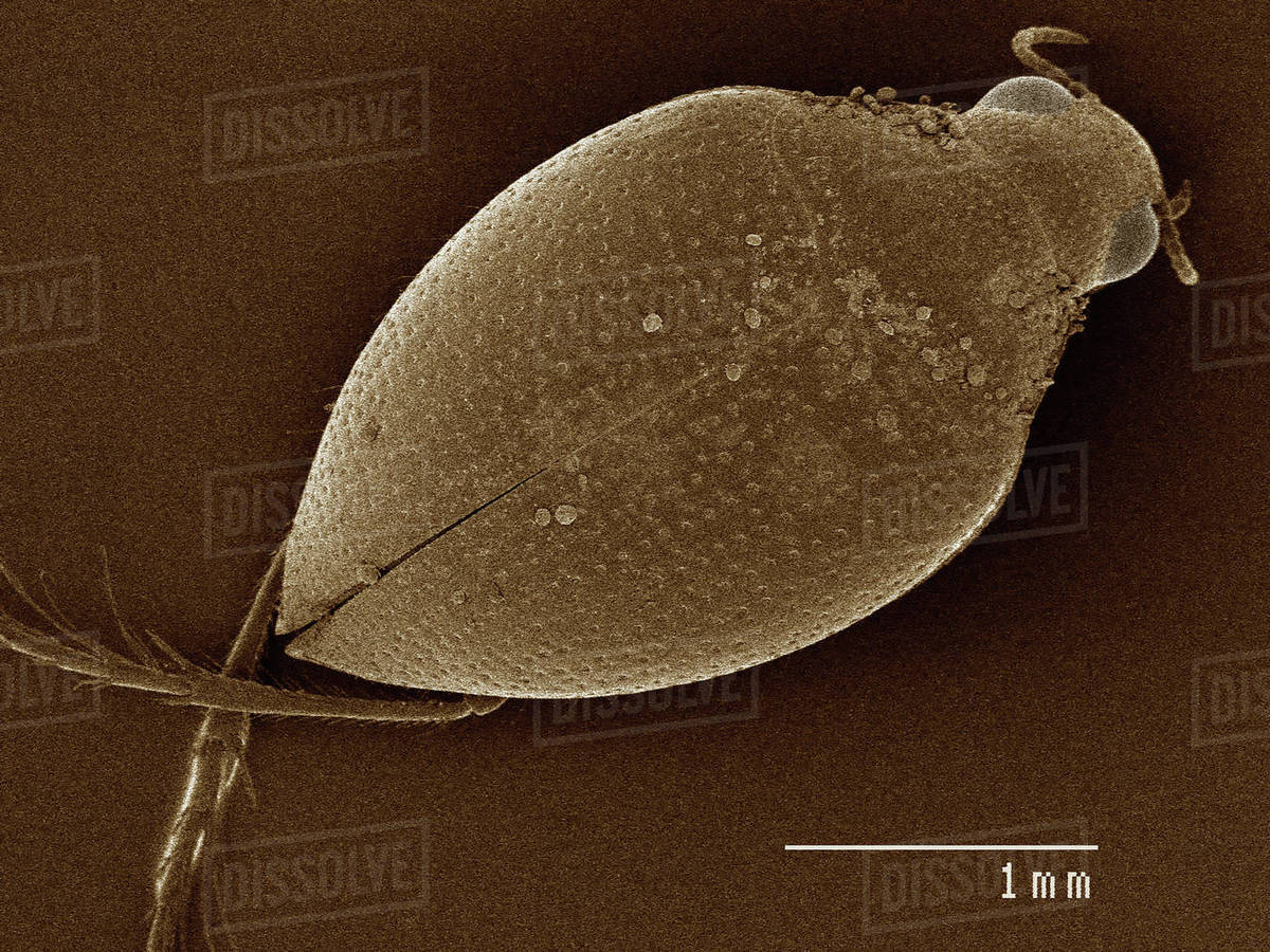 Scanning electron micrograph of a crawling water beetle (Coleoptera ...