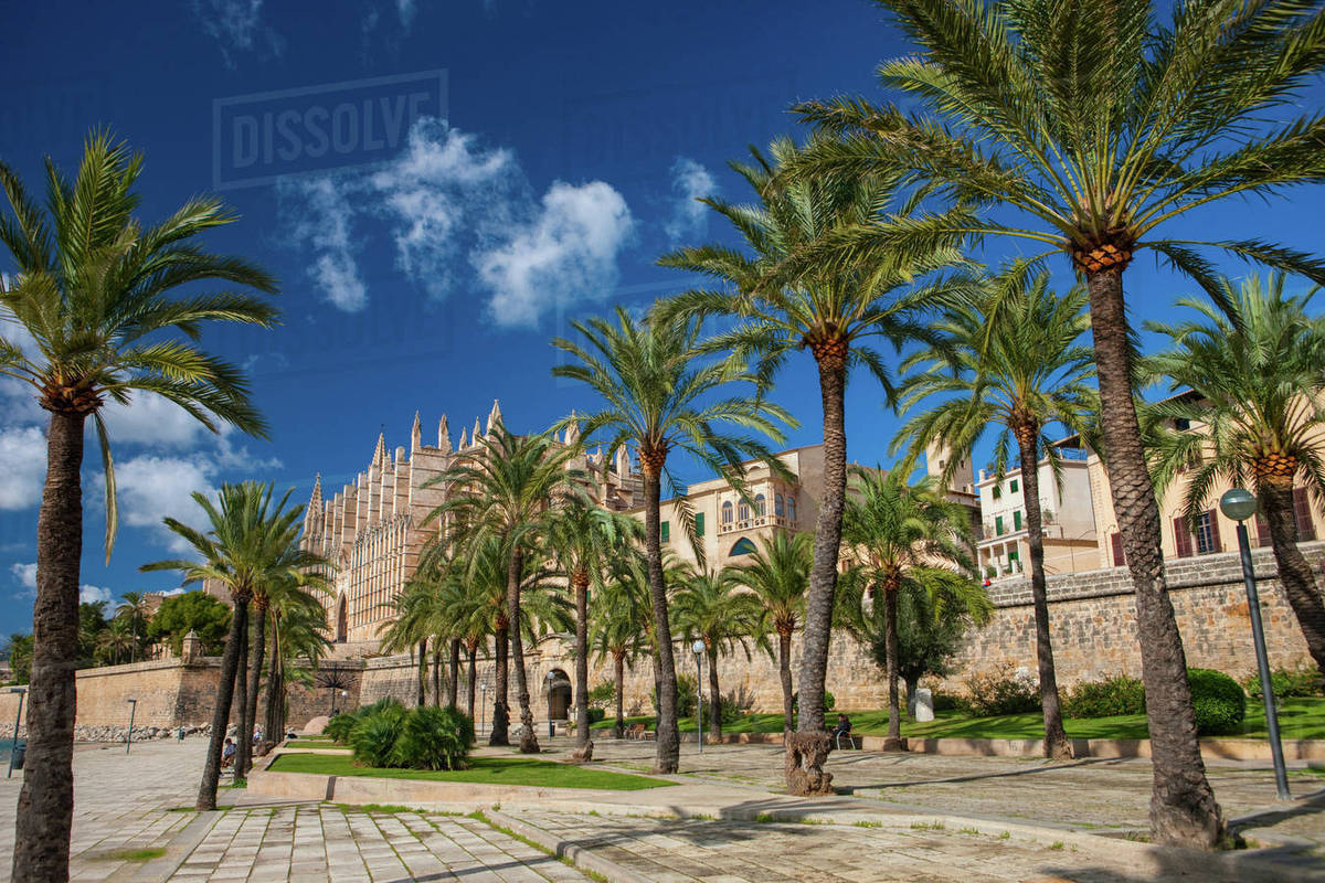 Palm trees and La Seu Cathedral, Palma de Mallorca, Majorca, Spain ...