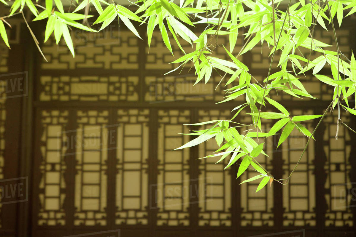 Bamboo leaves and asian style window, Wang jiang lou park, Chengdu ...