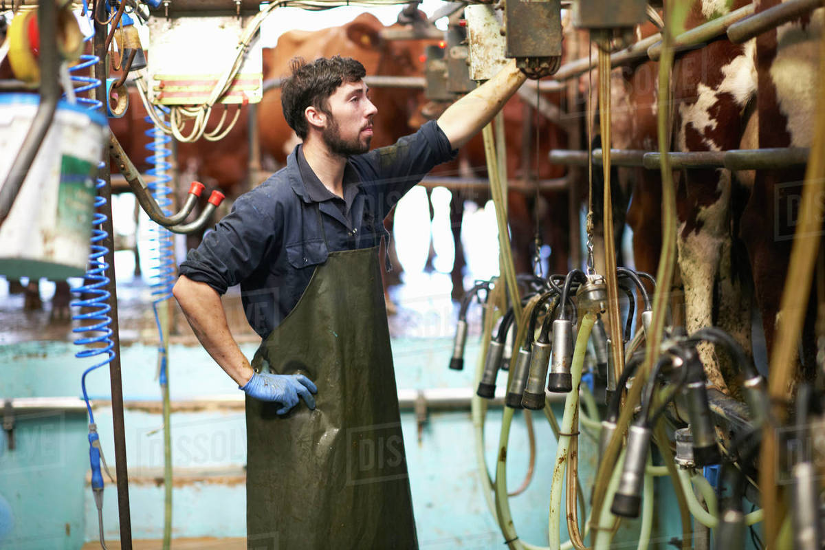 Farmer milking cows in dairy farm, using milking machines - Royalty ...