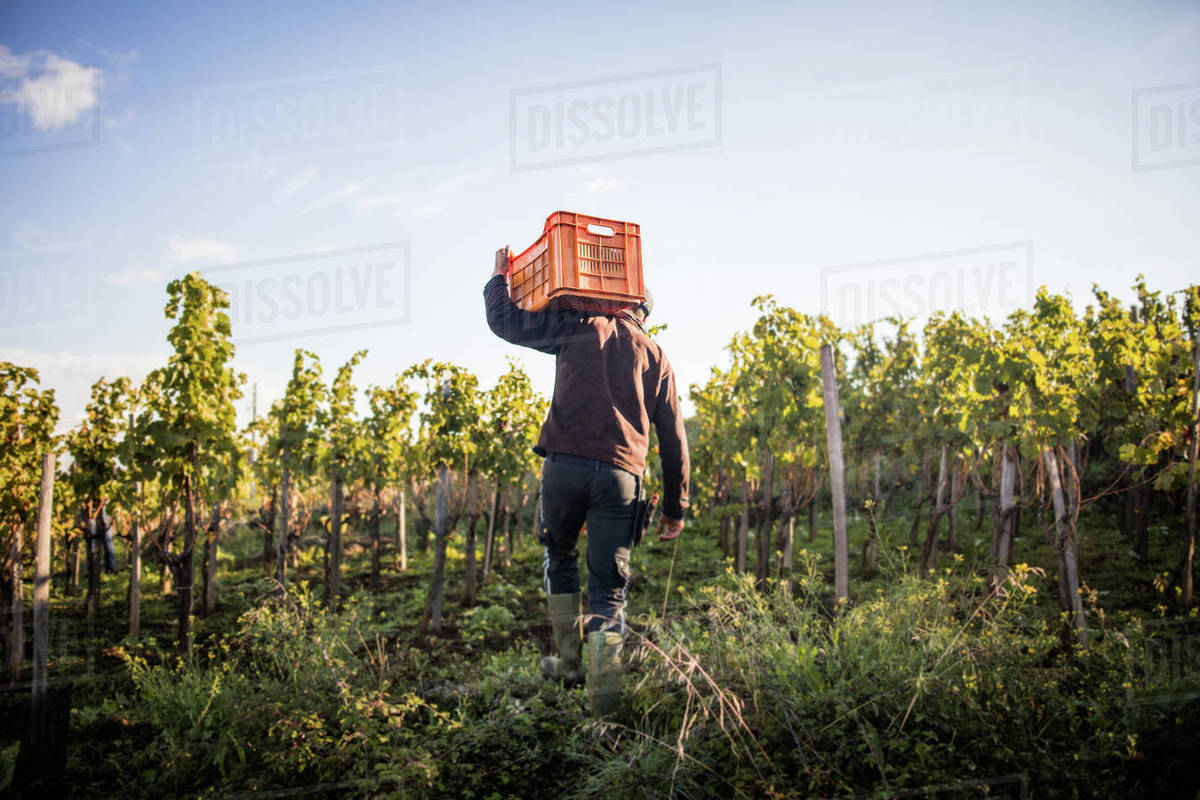 Rear view of young man carrying grape crate on shoulder in vineyard ...