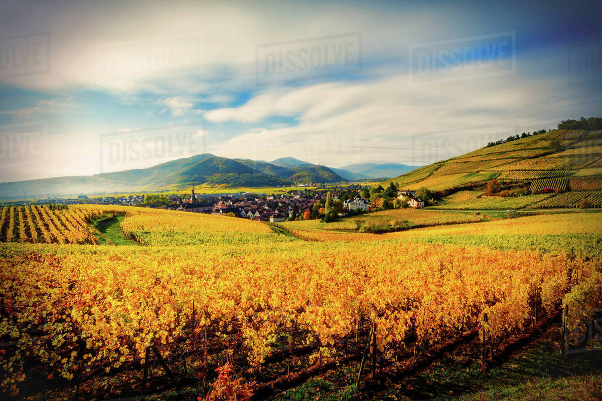 Field landscape with autumn coloured vines, Turckheim, Alsace, France ...