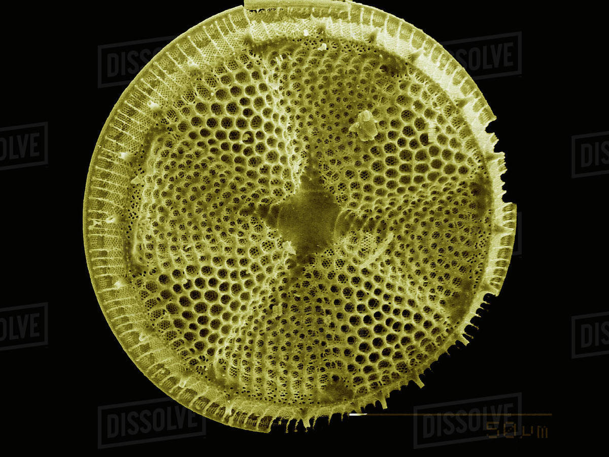 The test of a diatom imaged in a scanning electron microscope - Royalty ...