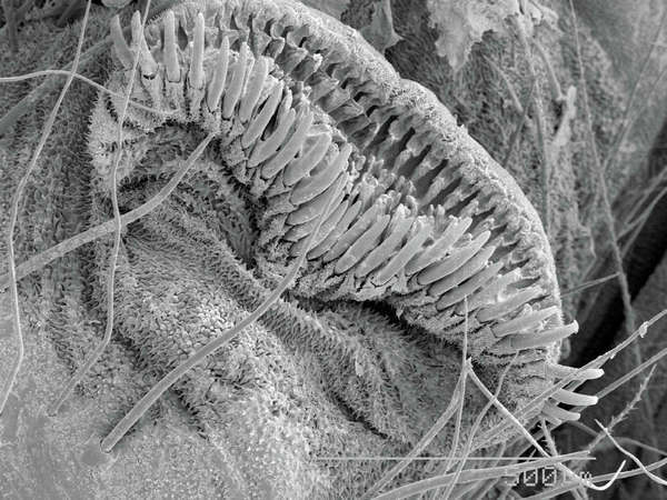 Magnified view of proleg of caterpillar - Royalty-free Stock Photo ...