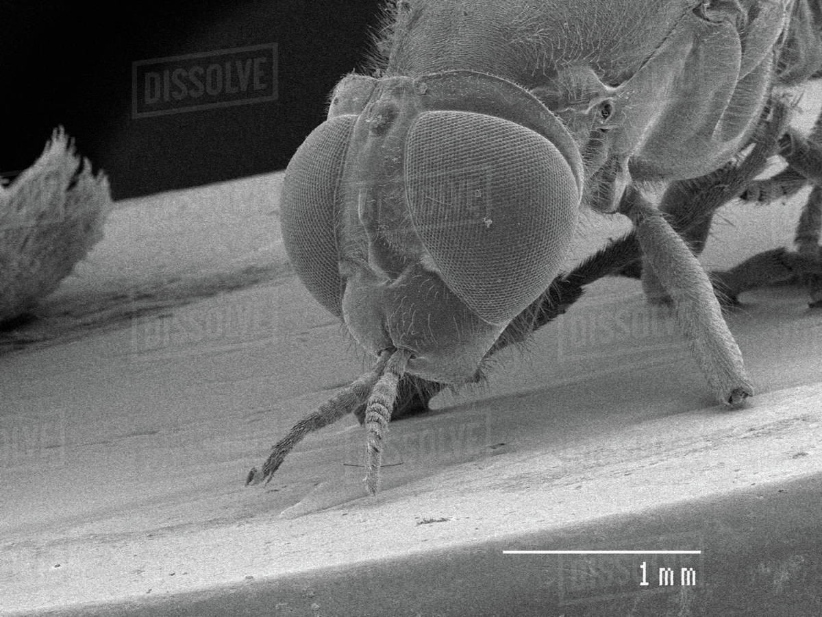 Magnified view of fly head - Stock Photo - Dissolve