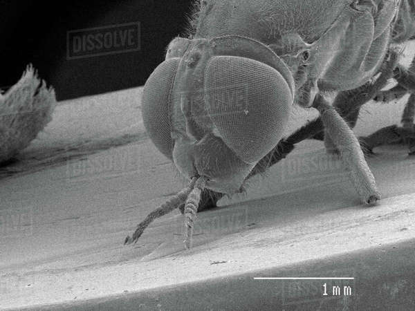 Magnified view of fly head - Stock Photo - Dissolve