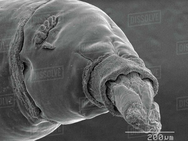 Magnified view of house fly maggot - Stock Photo - Dissolve