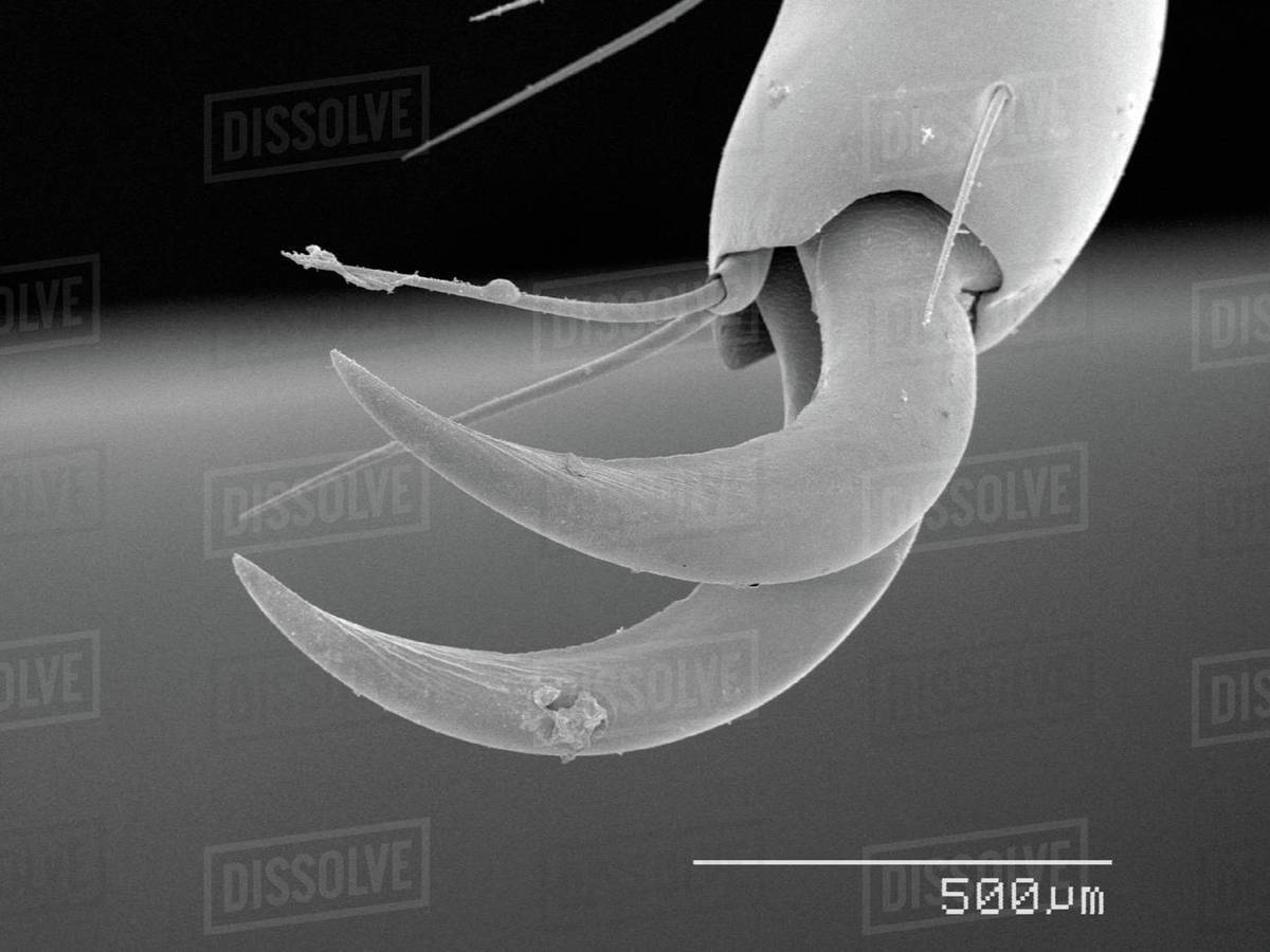 Magnified view of beetle tarsal claws - Royalty-free Stock Photo | Dissolve