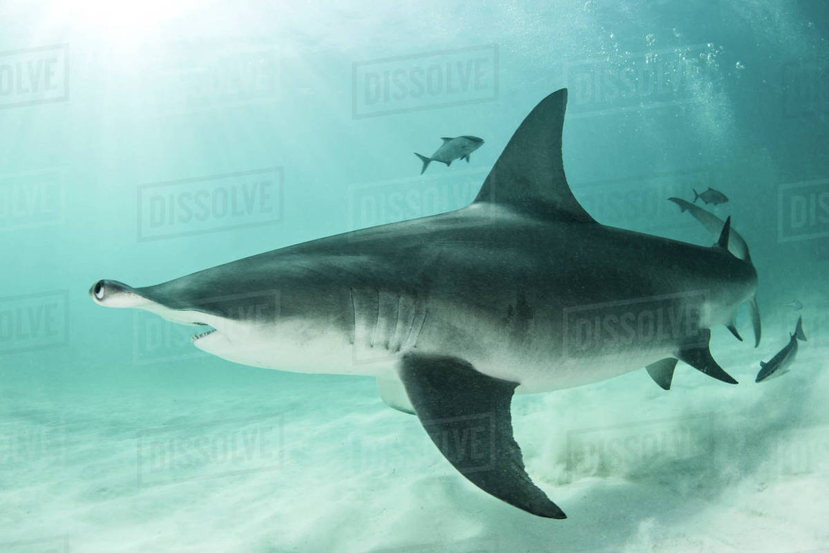 Shark and fish - Royalty-free Stock Photo | Dissolve