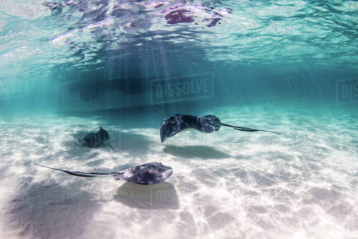 Rays swimming close to seabed - Royalty-free Stock Photo | Dissolve