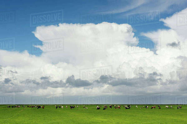 Cows grazing in pasture, rain clouds overhead, Workum, Friesland ...