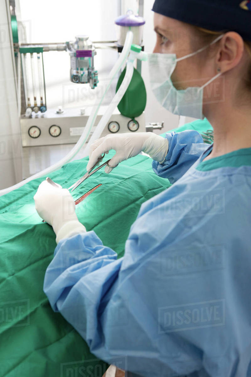Vet performing operation in surgery - Stock Photo - Dissolve