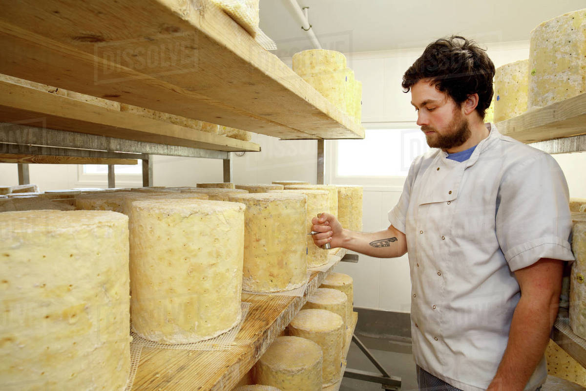 Cheese maker inspecting stilton cheese wheel by using a corer to check ...
