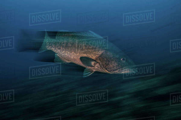 Grouper fish, long exposure, Puntarenas, Costa Rica - Stock Photo ...