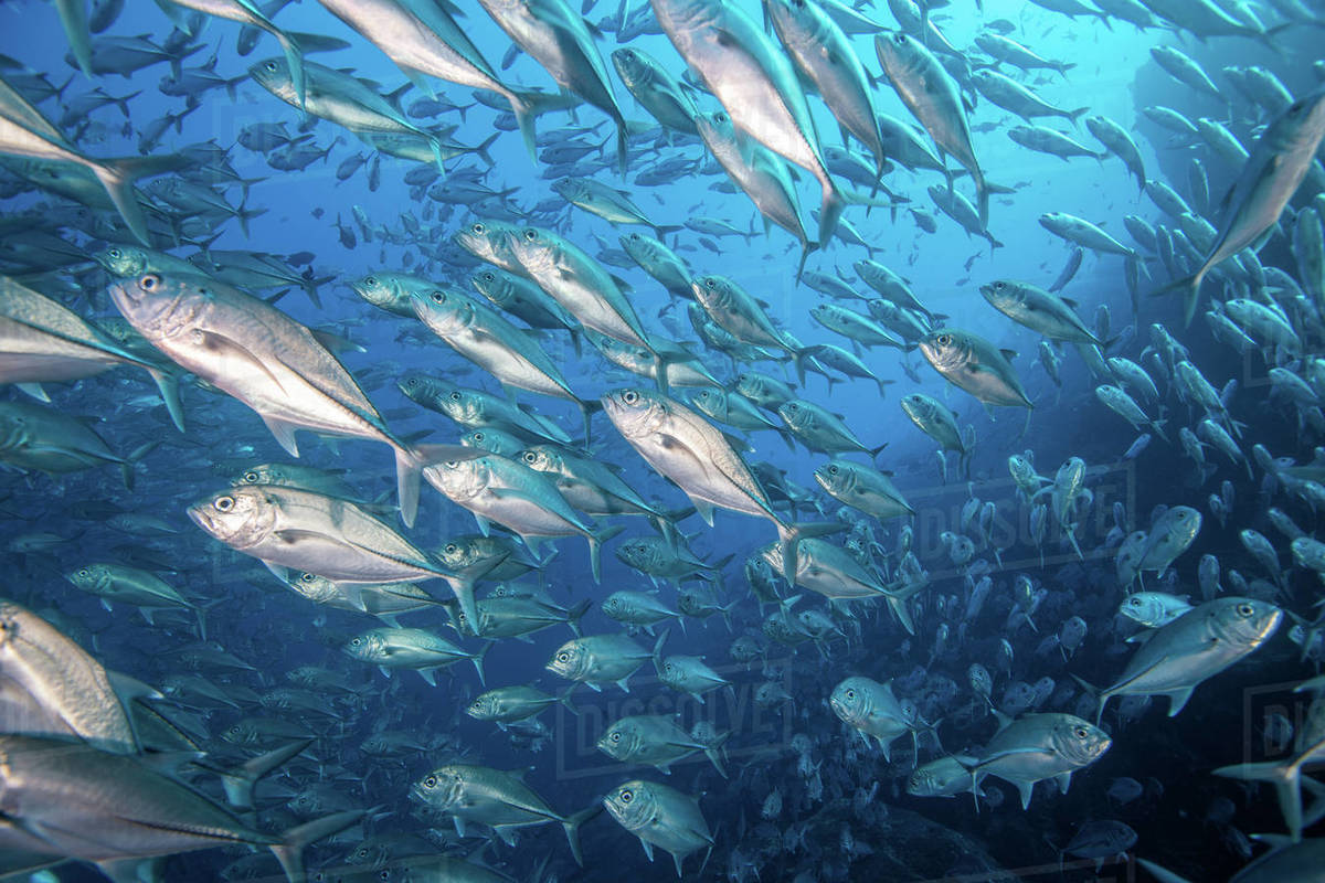 School of jack fish, Puntarenas, Costa Rica - Royalty-free Stock Photo ...