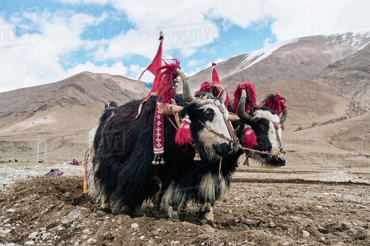 Yaks dressed up to work on field, Namco, Xizang, China - Royalty-free ...