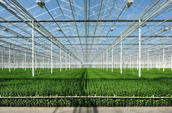 Growing chrysanthemums in modern Dutch greenhouse, Maasdijk, Zuid ...