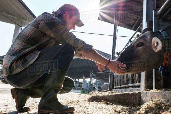 Dairy farm worker checking wellbeing of his cows - Royalty-free Stock ...