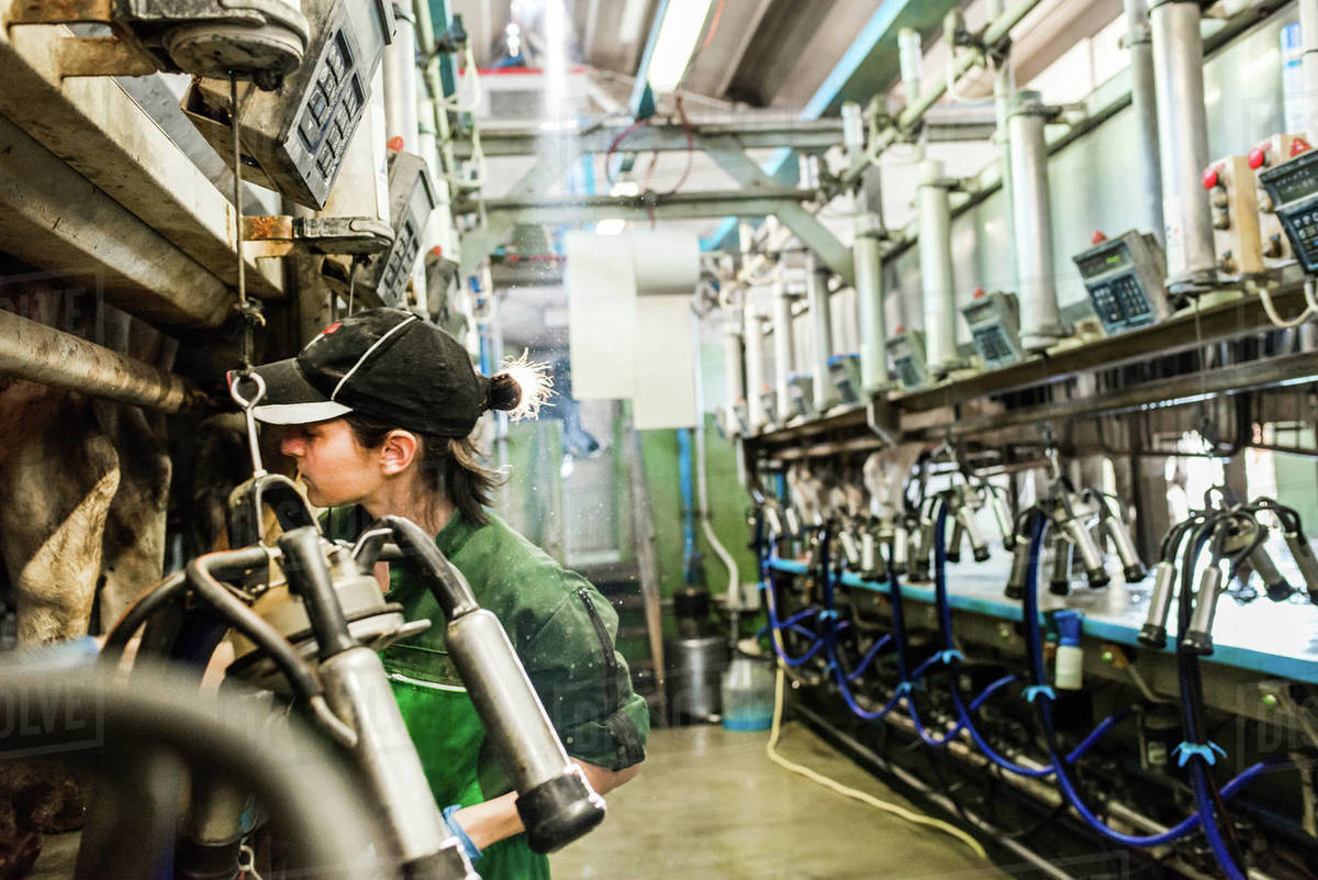Dairy farm worker working in milking parlour - Royalty-free Stock Photo ...