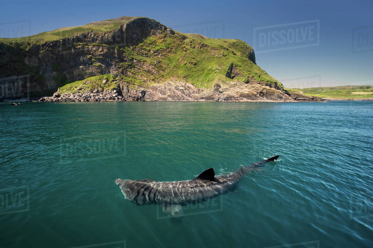 Basking shark (Cetorhinus maximus), Baltimore, Cork, Ireland - Royalty ...