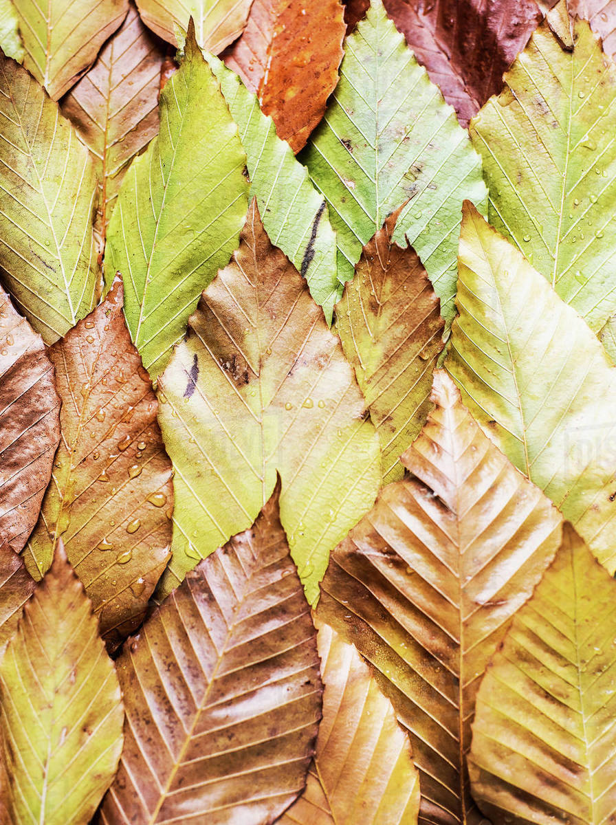 Overlapping autumn leaves, still life, overhead view - Royalty-free ...