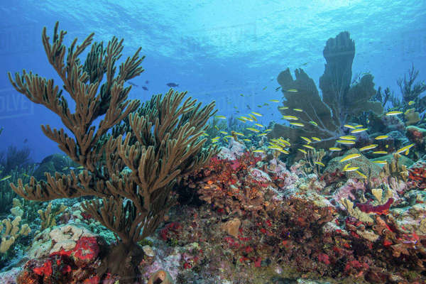 Reef life, Alacranes, Campeche, Mexico - Stock Photo - Dissolve
