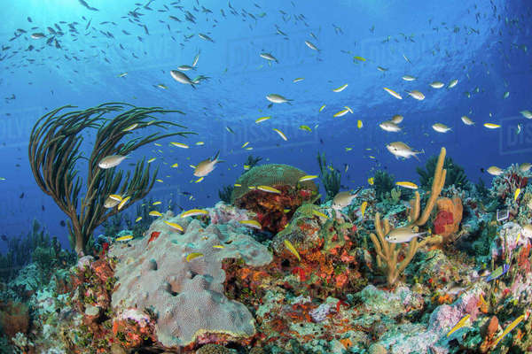 Reef life, Alacranes, Campeche, Mexico - Stock Photo - Dissolve