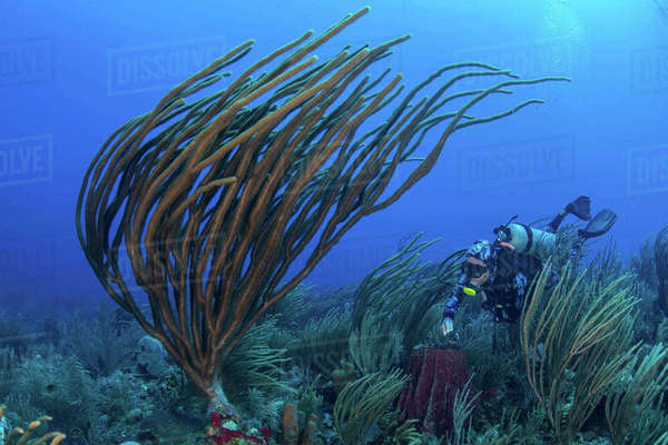 Diver exploring reef life, Alacranes, Campeche, Mexico - Royalty-free ...