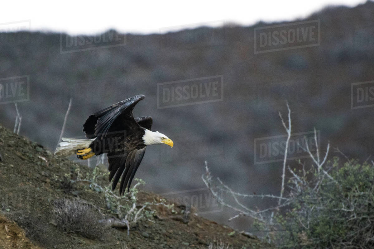 Mexican Bald Eagle taking off, San Carlos, Baja California Sur, Mexico ...