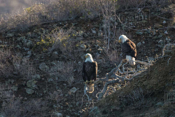 Mexican Bald Eagles on tree roots, San Carlos, Baja California Sur ...