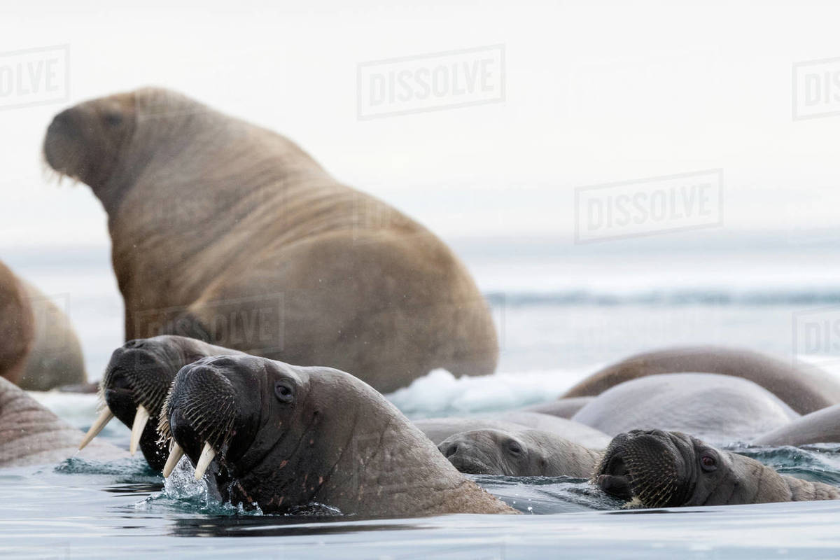 Atlantic walruses (Odobenus rosmarus) swimming in ocean and on icebergs ...
