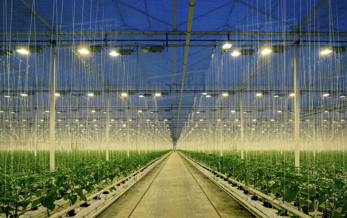 Growing bell peppers in modern dutch greenhouse, Zevenbergen, Noord ...