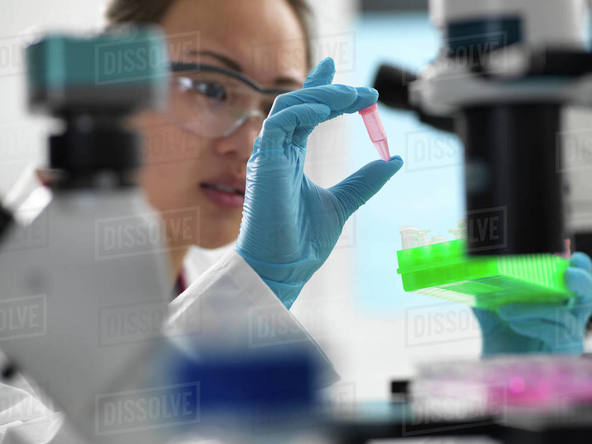 Scientist preparing sample for genetic testing in laboratory - Royalty ...