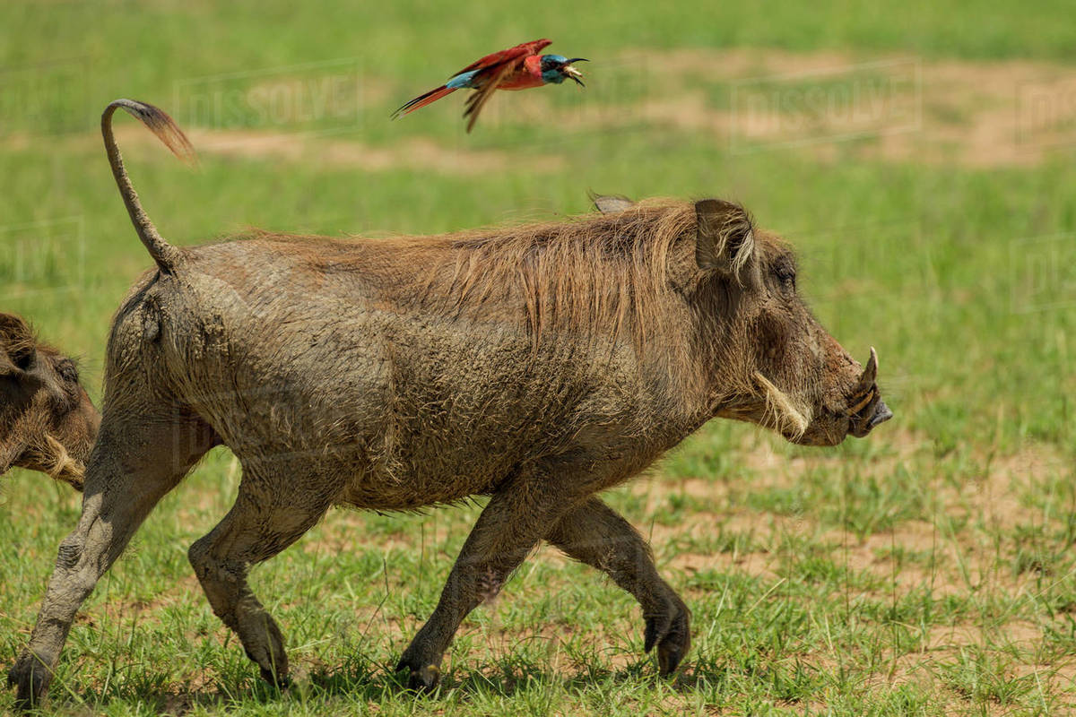 Northern carmine Bee-eater (merops nubicus) flying above warthog ...
