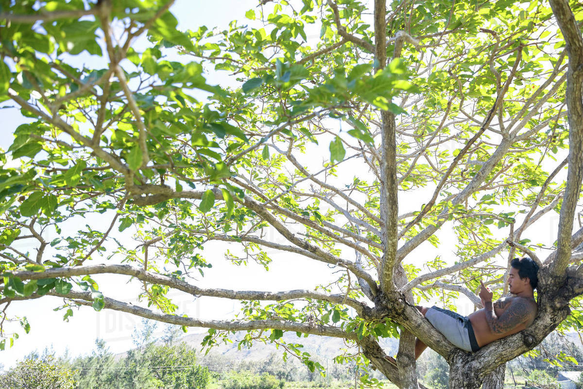 Man using smartphone on tree, Pagudpud, Ilocos Norte, Philippines ...