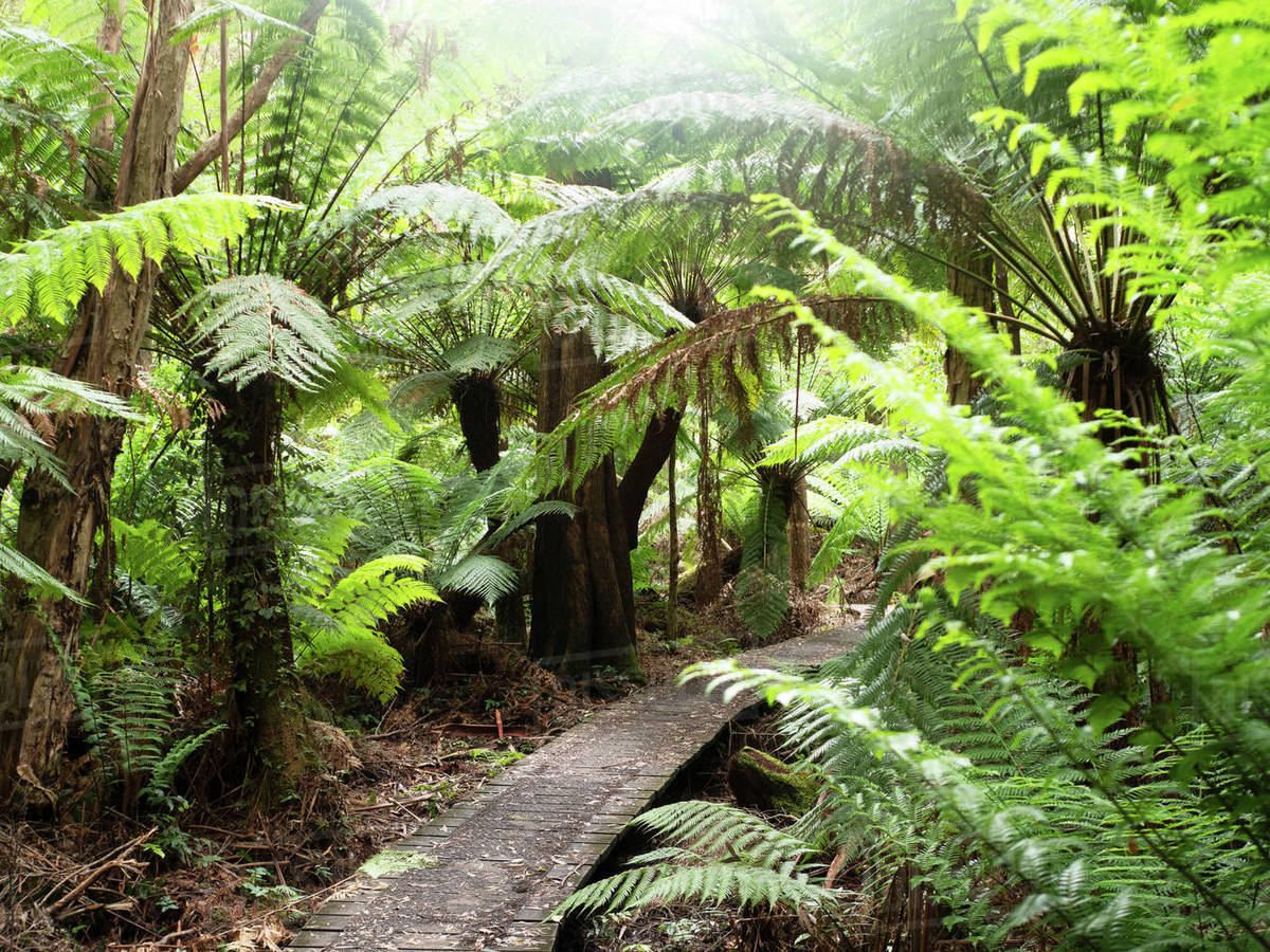Path through green tree ferns, Wilson's Promontory National Park ...