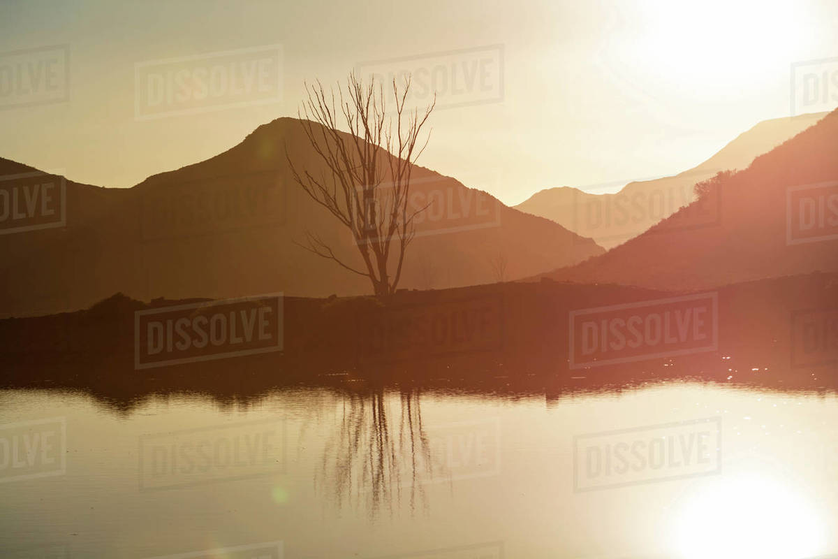 Lone bare tree, mountain ranges in background, Cape Town, Western Cape ...