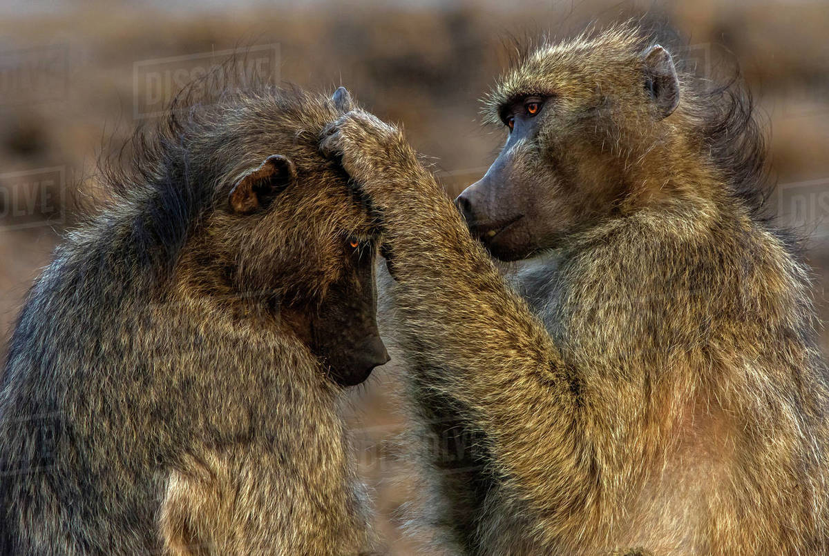 Chacma baboons grooming each other, Kruger National park, South Africa ...