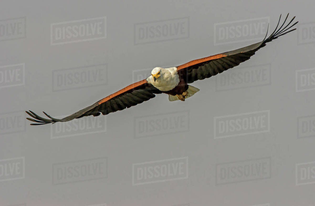 African fish eagle flying mid air, front view, Kruger National Park ...