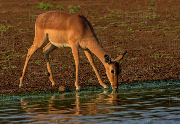 Impala drinking at watering hole, side view, Kruger National Park ...