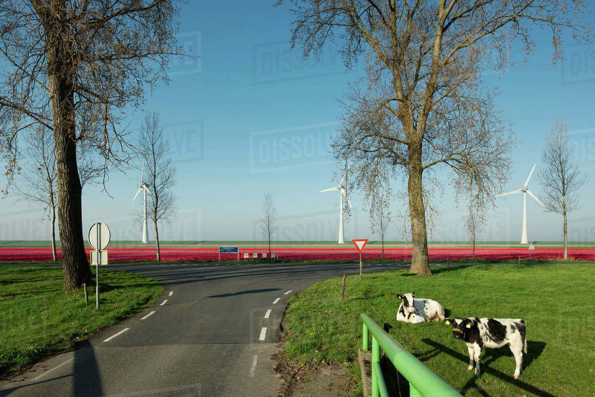 Cows in a pasture early in the morning, bulb fields and wind turbines ...