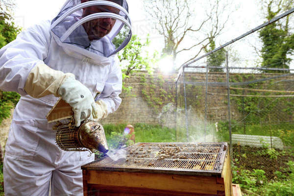Male beekeeper using bee smoker on beehive in walled garden - Royalty ...